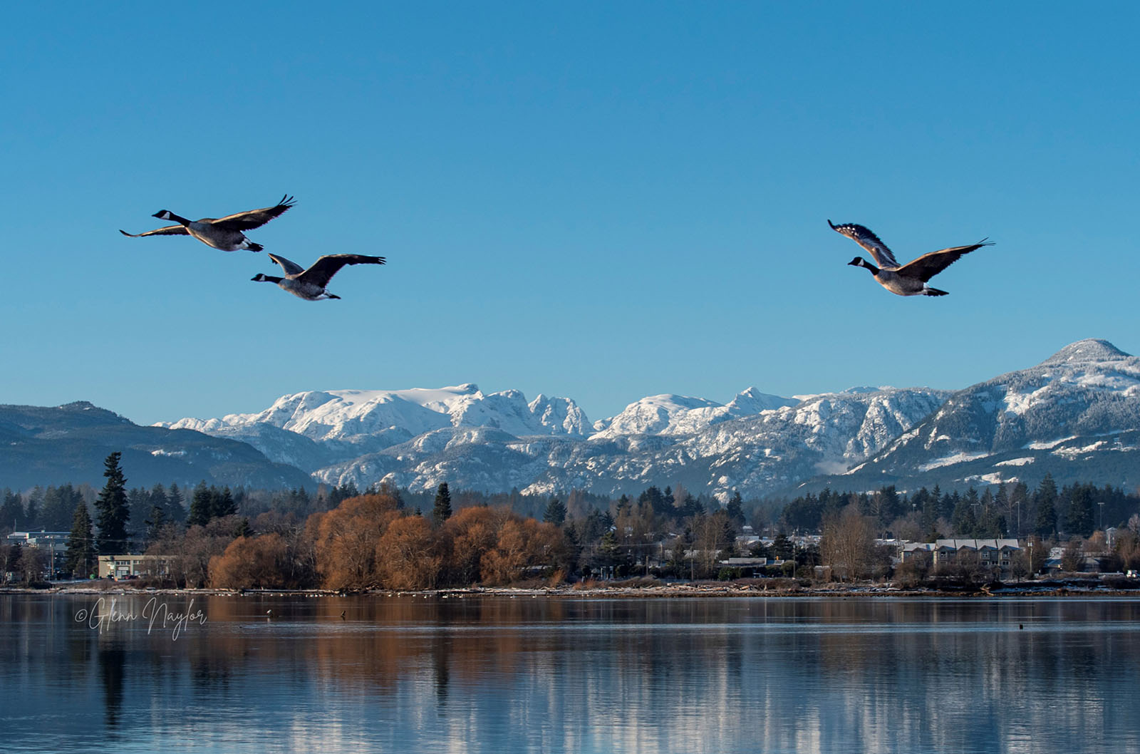 Outbound Canada Geese - Glenn Naylor Photography