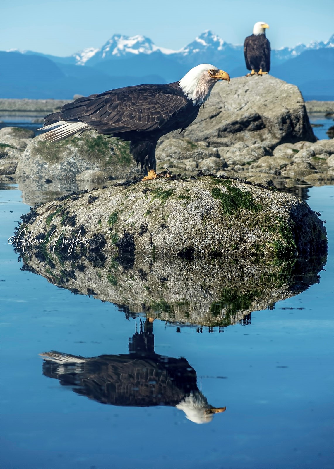 Bald Eagle Reflection - Glenn Naylor Photography