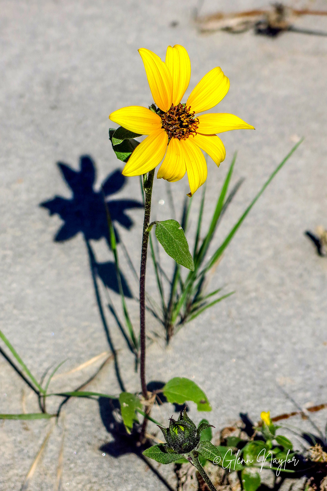 Wild Sunflower - Glenn Naylor Photography